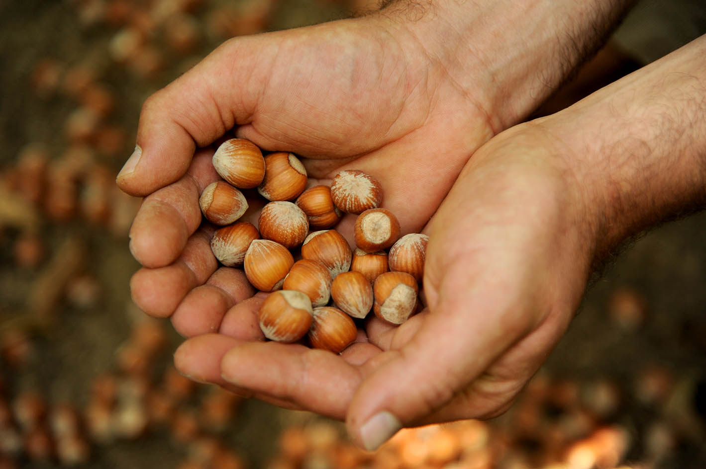 Come è andata la raccolta delle nocciole quest'anno?